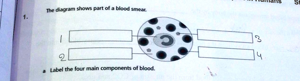 SOLVED: 'The diagram shows part of a blood smear. a) Label the four ...
