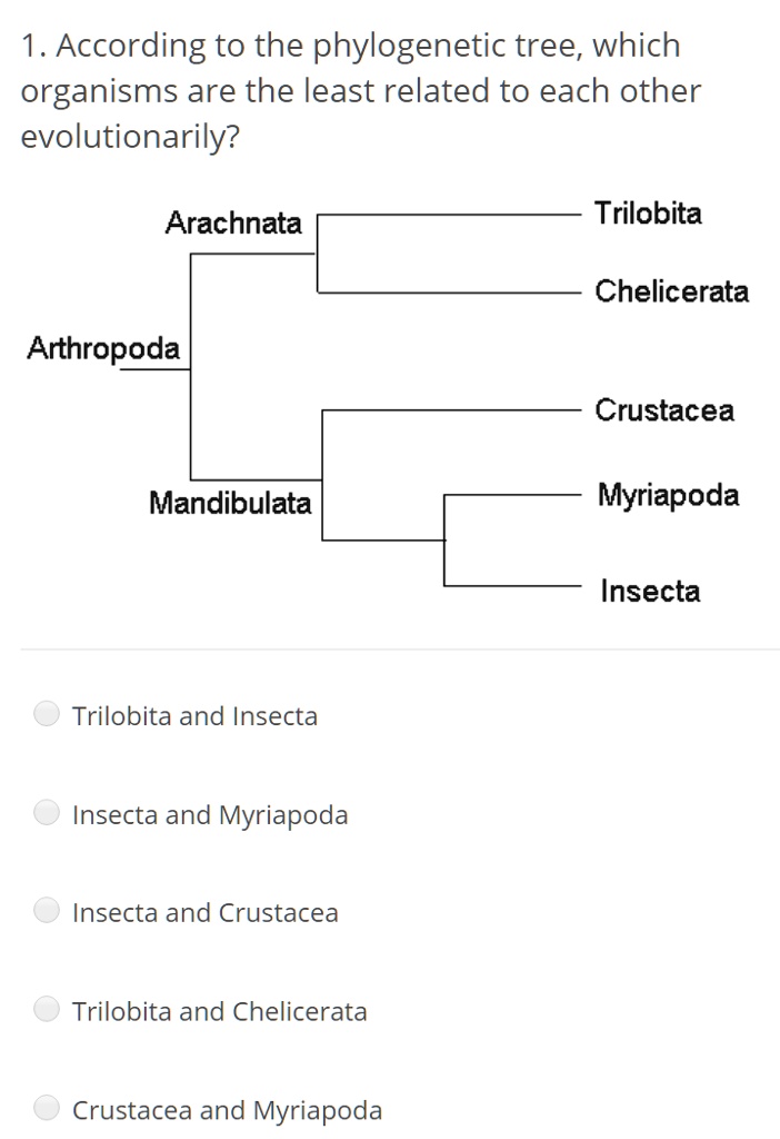 1. According to the phylogenetic tree, which organisms are the least ...