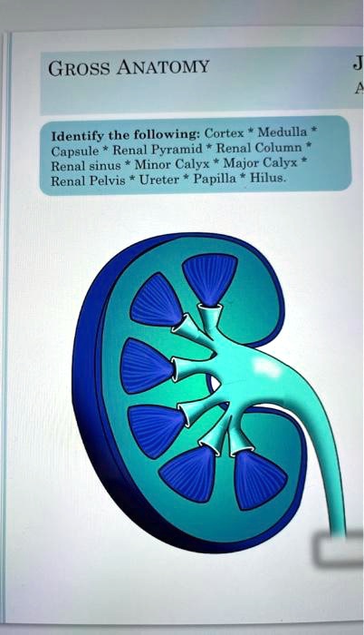 GROSS ANATOMY Identify the following: Cortex * Medulla * Capsule ...