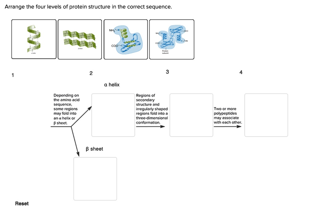 SOLVED: Arrange the four levels of protein structure in the correct ...