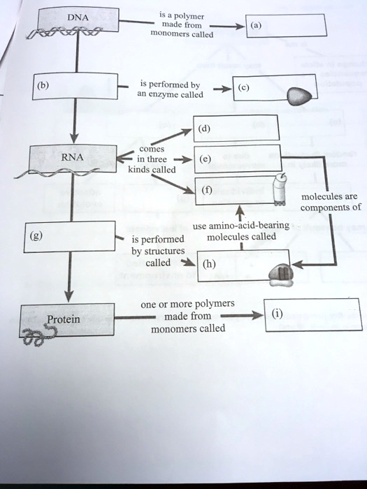 Solved Dna Is A Polymer Made From Monomers Called Nucleotides Dna Replication Is Performed By