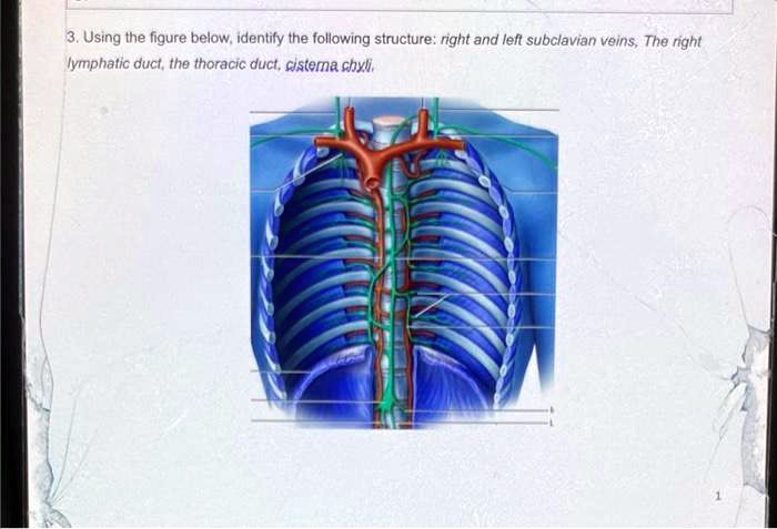 SOLVED: Using the figure below, identify the following structures ...