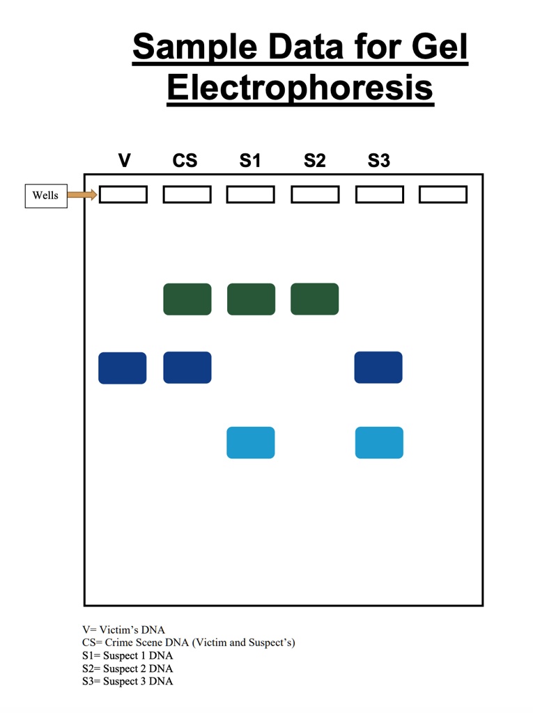 SOLVED: Sample Data for Gel Electrophoresis V CS S1 S2 53 Wells V ...