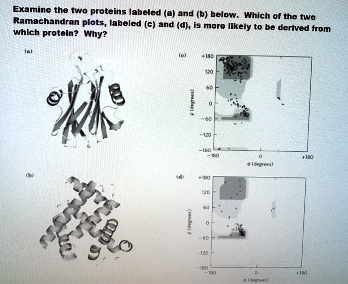 SOLVED: Examine the two proteins labeled (a) and (b) below. Which of the two Ramachandran plots ...
