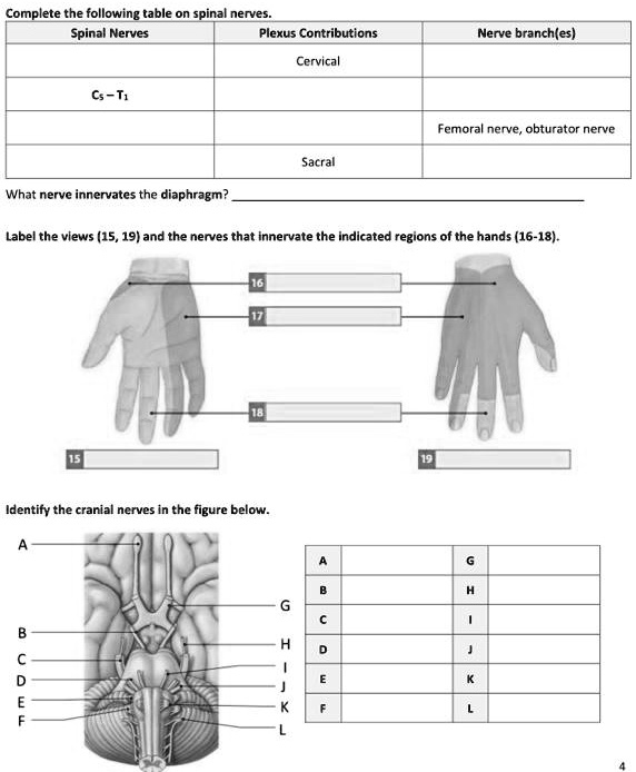 Complete the following table on spinal nerves. Spinal Nerves Plexus ...