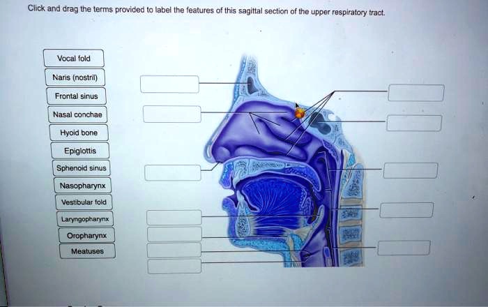 Click and drag the terms provided to label the features of this sagittal section of the upper ...