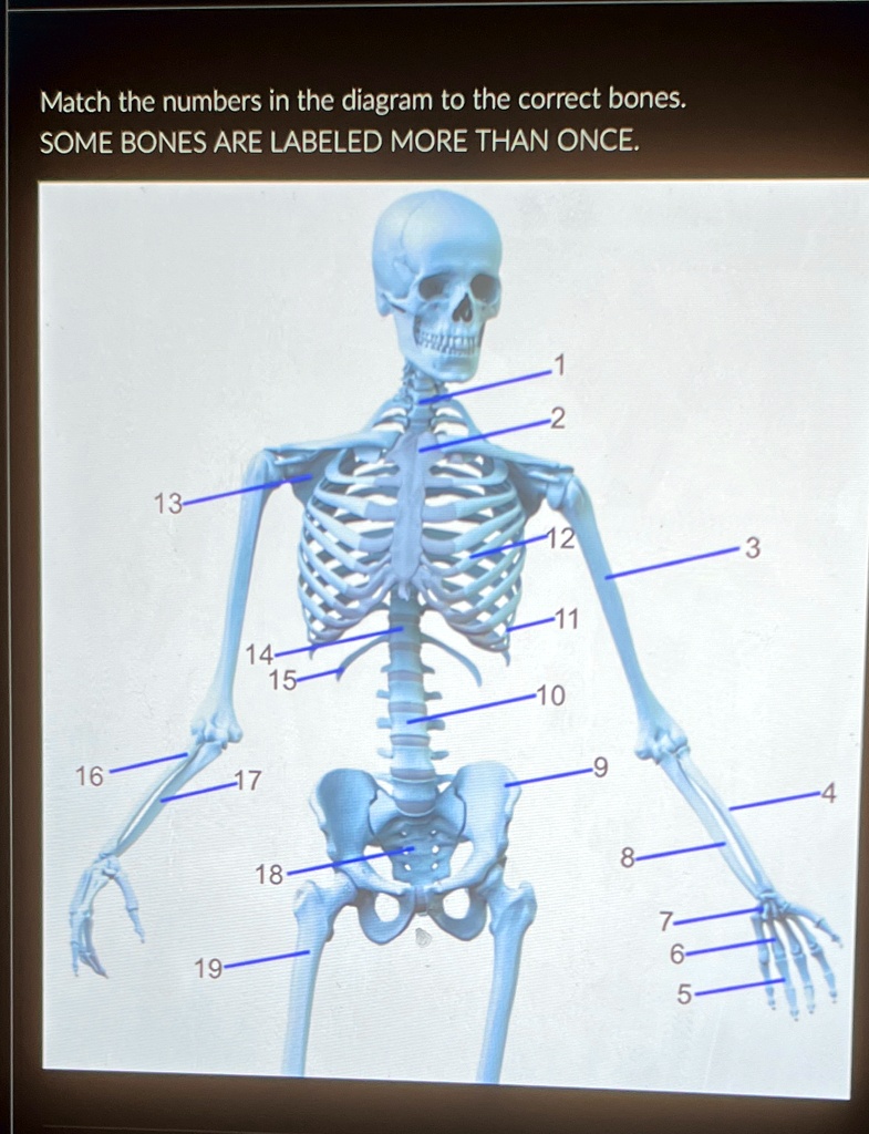 Match the numbers in the diagram to the correct bones. SOME BONES ARE ...