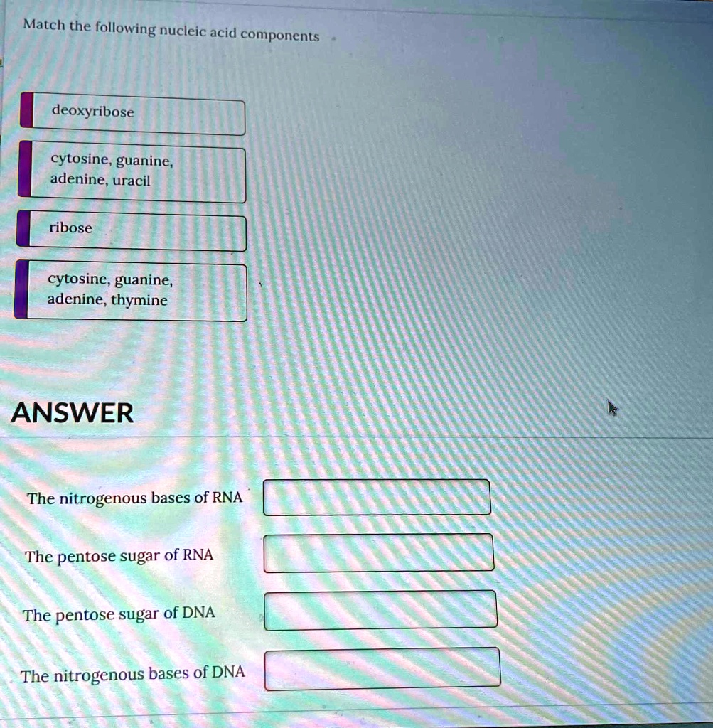 Match the following nucleic acid components deoxyribose cytosine ...