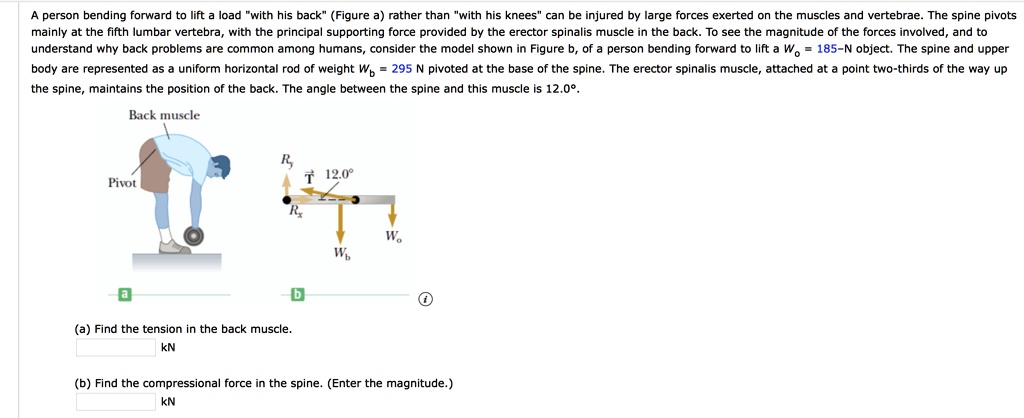 SOLVED: A person bending forward to lift a heavy load with his back ...