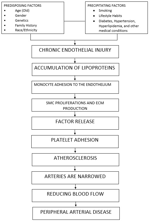 EXPLAIN AND ELABORATE ON THE PATHOPHYSIOLOGY OF PERIPHERAL ARTERIAL ...