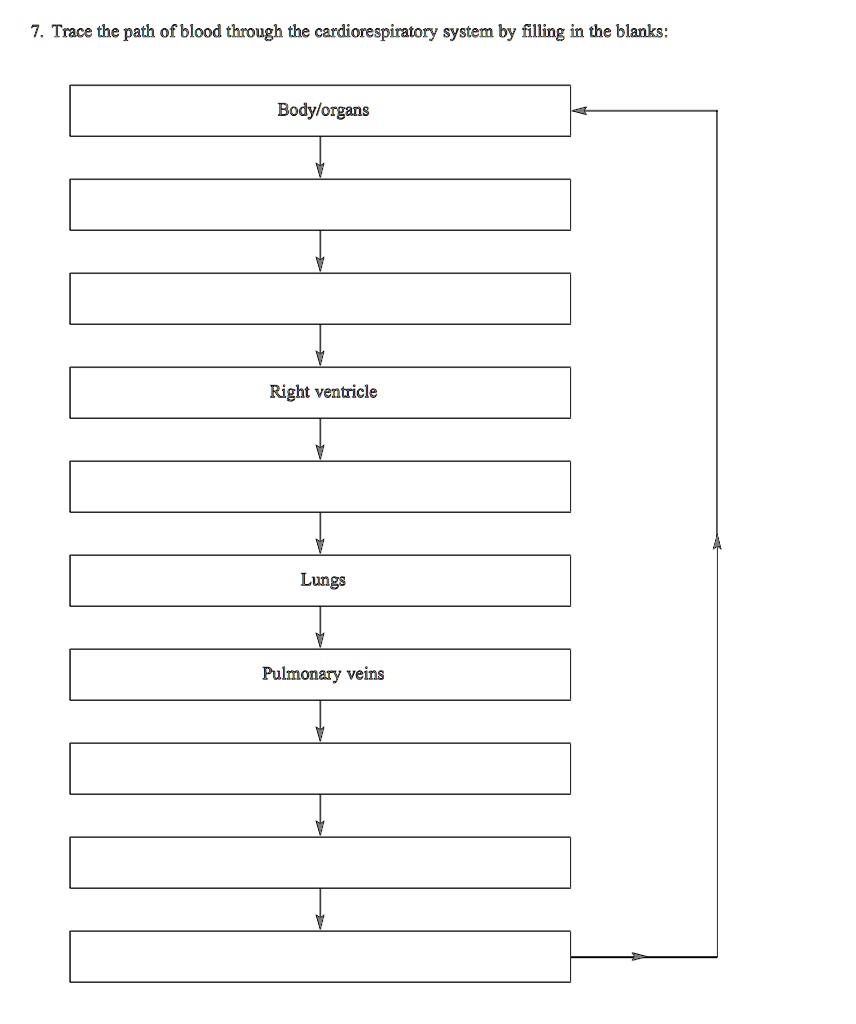 7 trace the path of blood through the cardiorespiratory system by ...