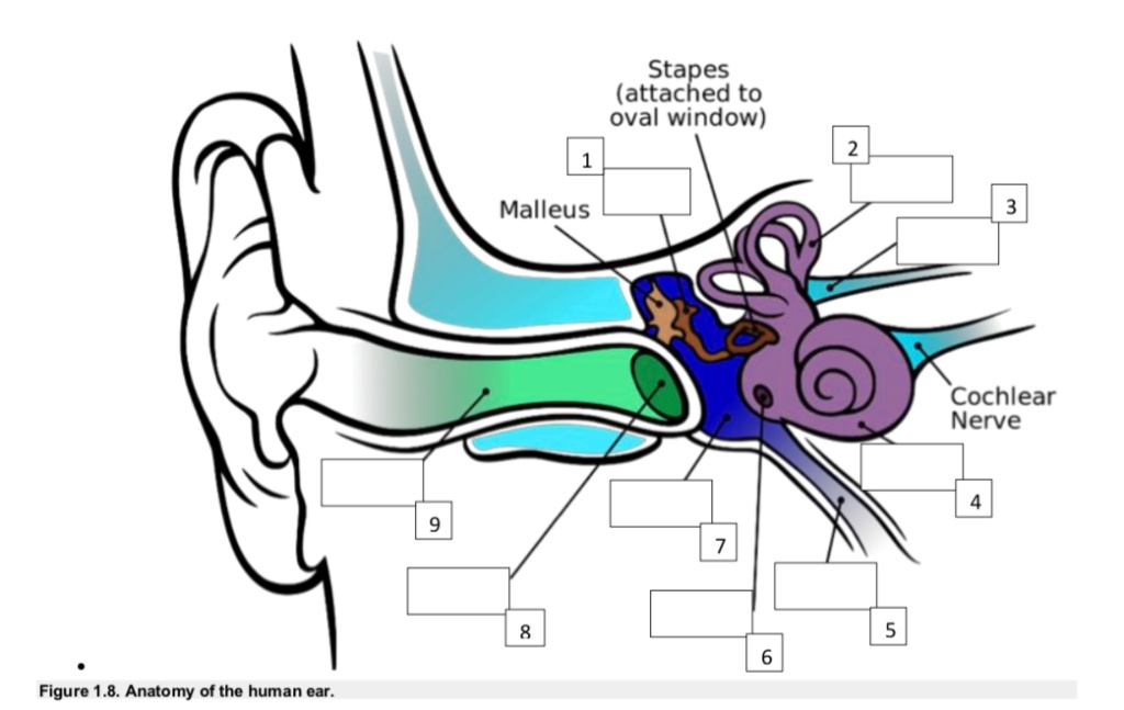 Please help me label the structures of the human ear, thank you. Stapes ...