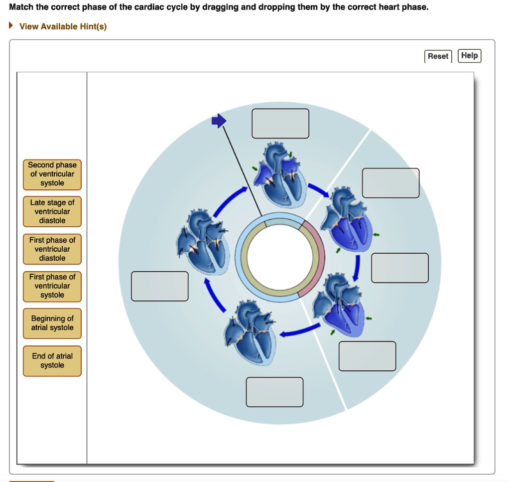 SOLVED: Match the correct phase of the cardiac cycle by dragging and dropping them to the ...