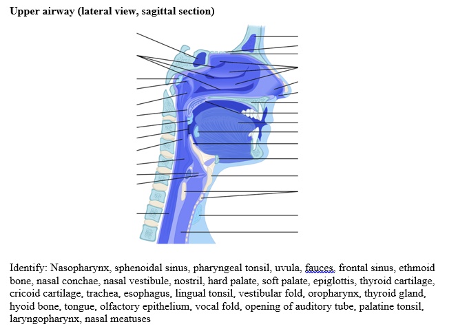 Upper airway (lateral view, sagittal section) Identify: Nasopharynx ...
