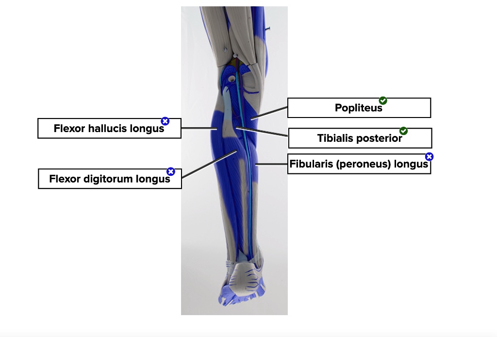 Flexor hallucis longus Flexor digitorum longus Popliteus Tibialis ...