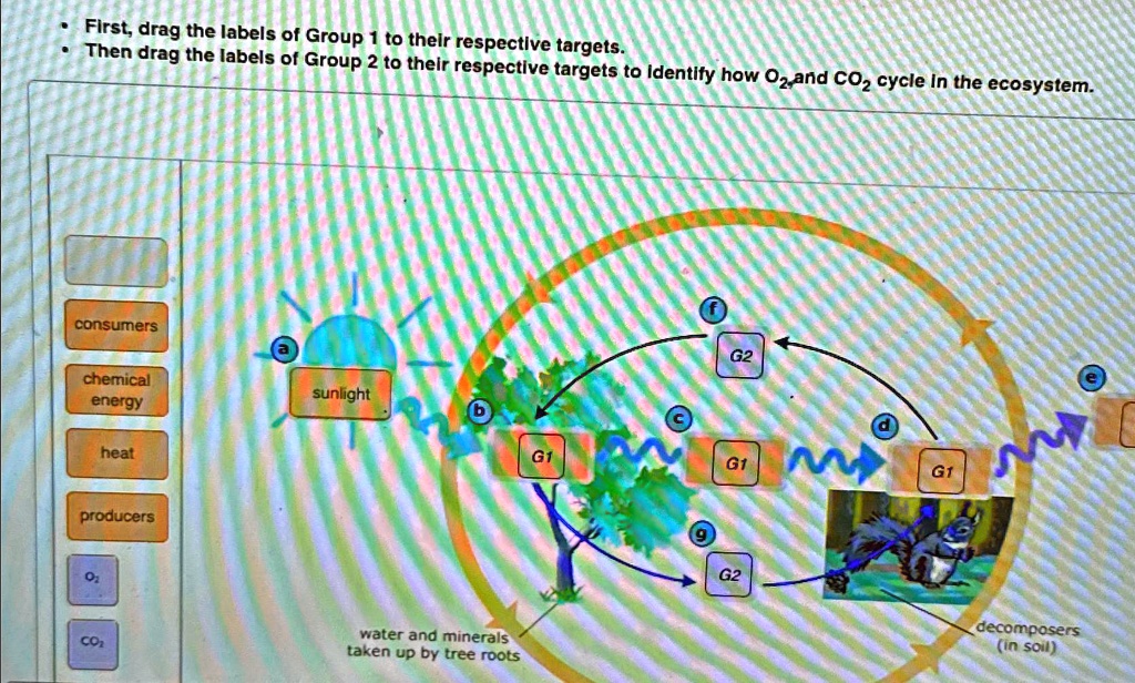 SOLVED: First, drag the labels of Group 1 to their respective targets. Then drag the labels of ...
