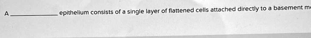 The epithelium consists of a single layer of flattened cells attached ...