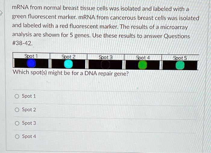 SOLVED: mRNA from normal breast tissue cells was isolated and labeled with a green fluorescent ...