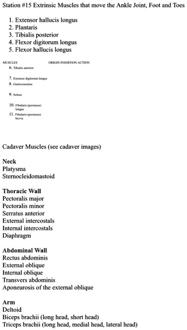 SOLVED: Station #5 Extrinsic Muscles that move the Ankle Joint; Foot ...