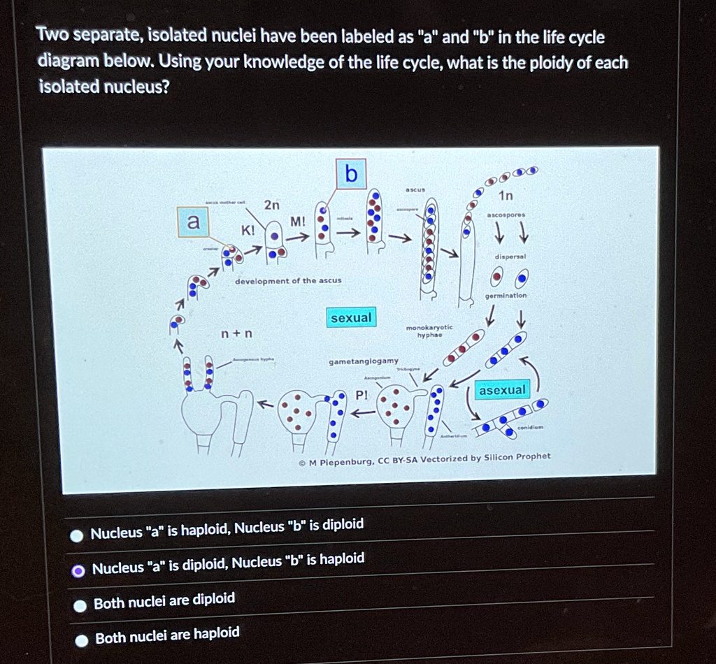 two separate isolated nuclei have been labeled as a and b in the life ...