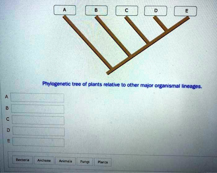 SOLVED:Phylogenetic tree of plants relative to other major organismal ...
