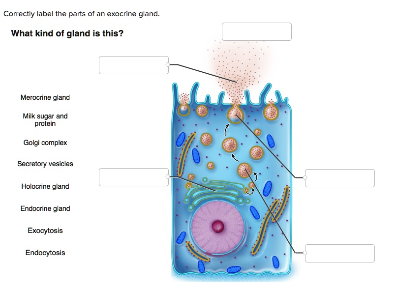 Correctly label the parts of an exocrine gland. What kind of...