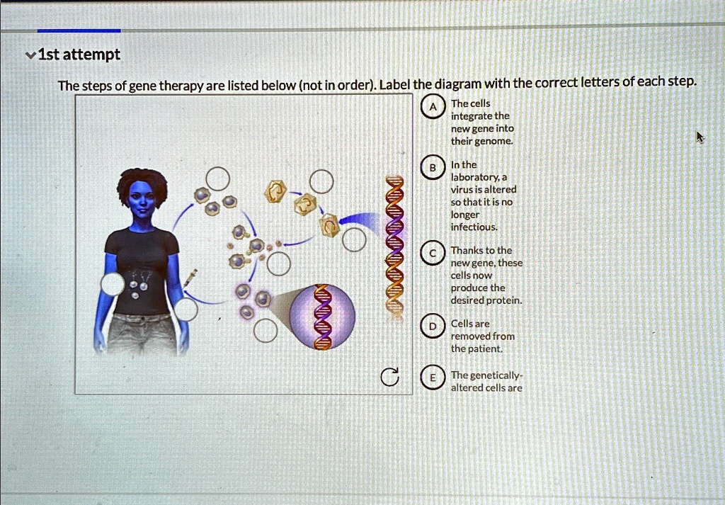 SOLVED: v1st attempt The steps of gene therapy are listed below (not in ...