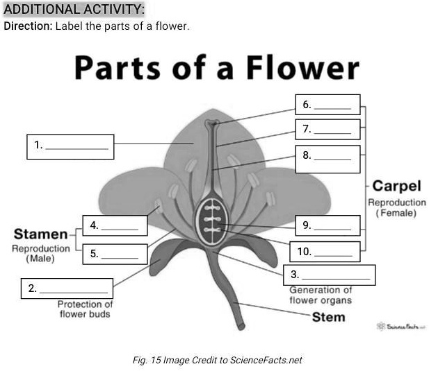 ADDITIONAL ACTIVITY: Direction: Label the parts of a flower. 1. Parts ...