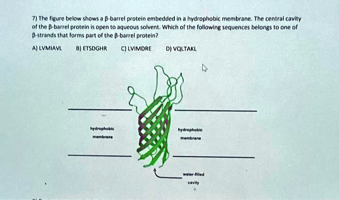 SOLVED: 7) The figure below shows a β-barrel protein embedded in a ...