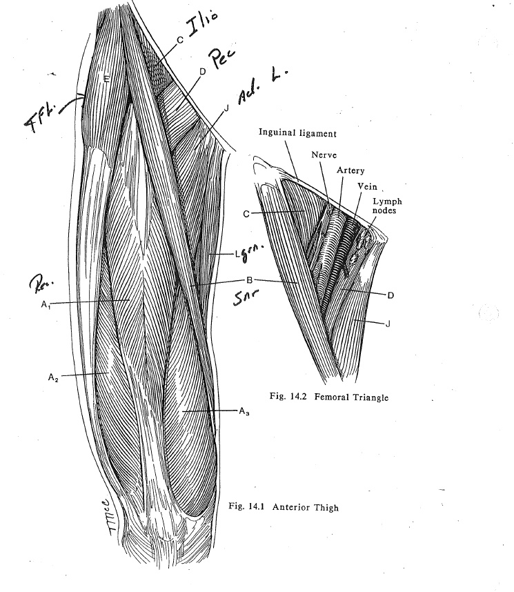 TFL Ilio Pec Acl. L. C Rev A? -Lgon. A? Mee LL ?? B Snr Inguinal ...