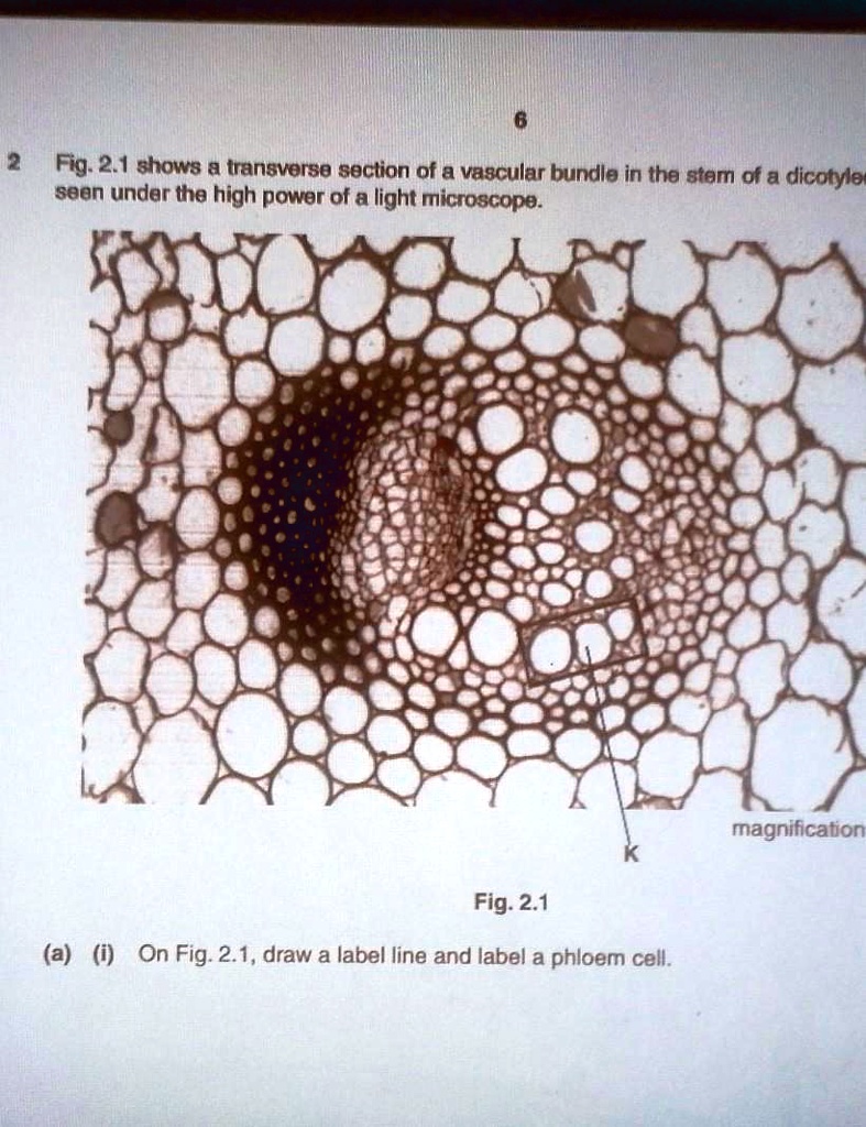 Fig. 2.1 shows a transverse section of a vascular bundle in the stem of ...