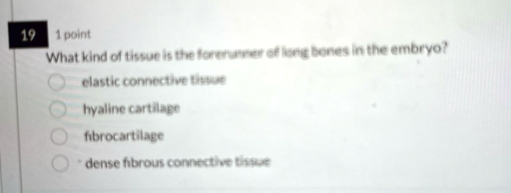 19 1 point What kind of tissue is the forerunner of long bones in the ...