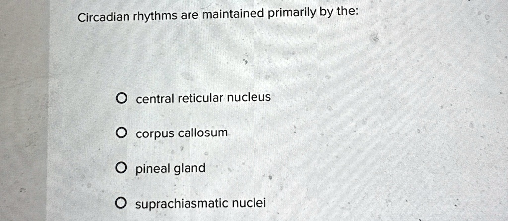 Circadian rhythms are maintained primarily by the: O central reticular ...