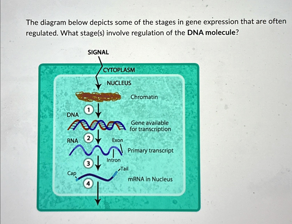 The diagram below depicts some of the stages in gene expression that are often regulated. What ...