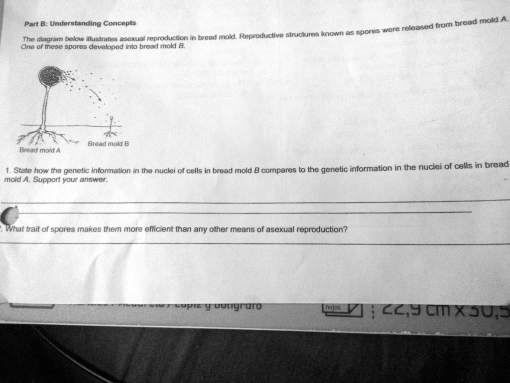 SOLVED: 'The diagram below illustrates asexual reproduction in bread ...