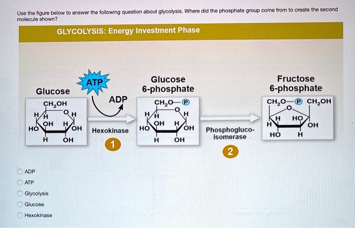 SOLVED: Answer the following question about glycolysis. Where did the phosphate group come from ...