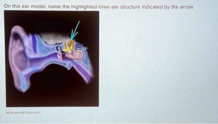 On this ear model, name the highlighted inner ear structure indicated ...
