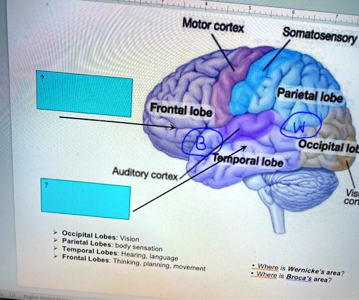 Motor cortex Somatosensory Frontal lobe Auditory cortex Parietal lobe Temporal lobe Occipital ...