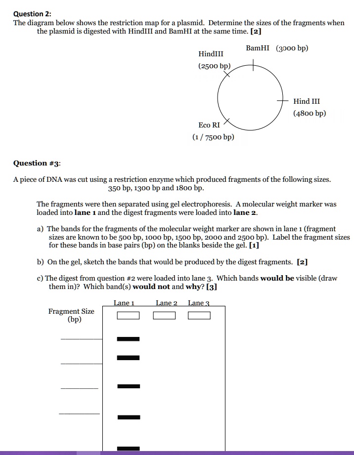 SOLVED: Question 2: The diagram below shows the restriction map for plasmid Determine the sizes ...