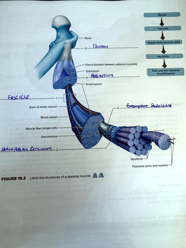 FASCICLE Axon of motor neuron Blood vessel Muscle fiber (single cell ...
