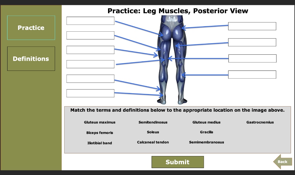 Practice Practice: Leg Muscles, Posterior View Definitions Match the ...