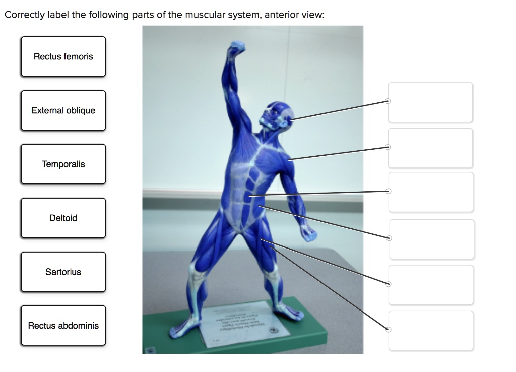 Correctly label the following parts of the muscular system, anterior ...