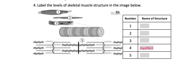 SOLVED: Label the levels of skeletal muscle structure in the image below. Bio Number Name of ...
