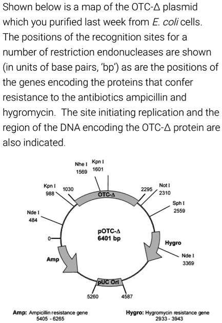 shown below is a map of the otc 4 plasmid which you purified last week ...
