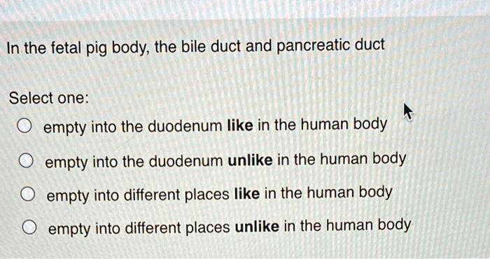 SOLVED: In the fetal pig body, the bile duct and pancreatic duct empty ...