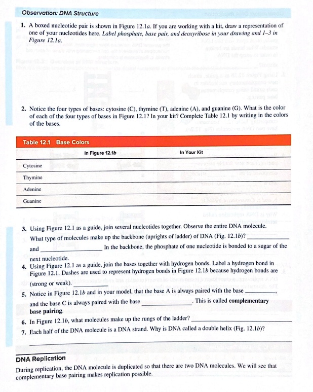 SOLVED: Observation: DNA Structure boxed nueleqide pail shown in Figure ...