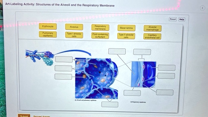 SOLVED: Art-Labeling Activity: Structures of the Alveoli and the Respiratory Membrane Help ...