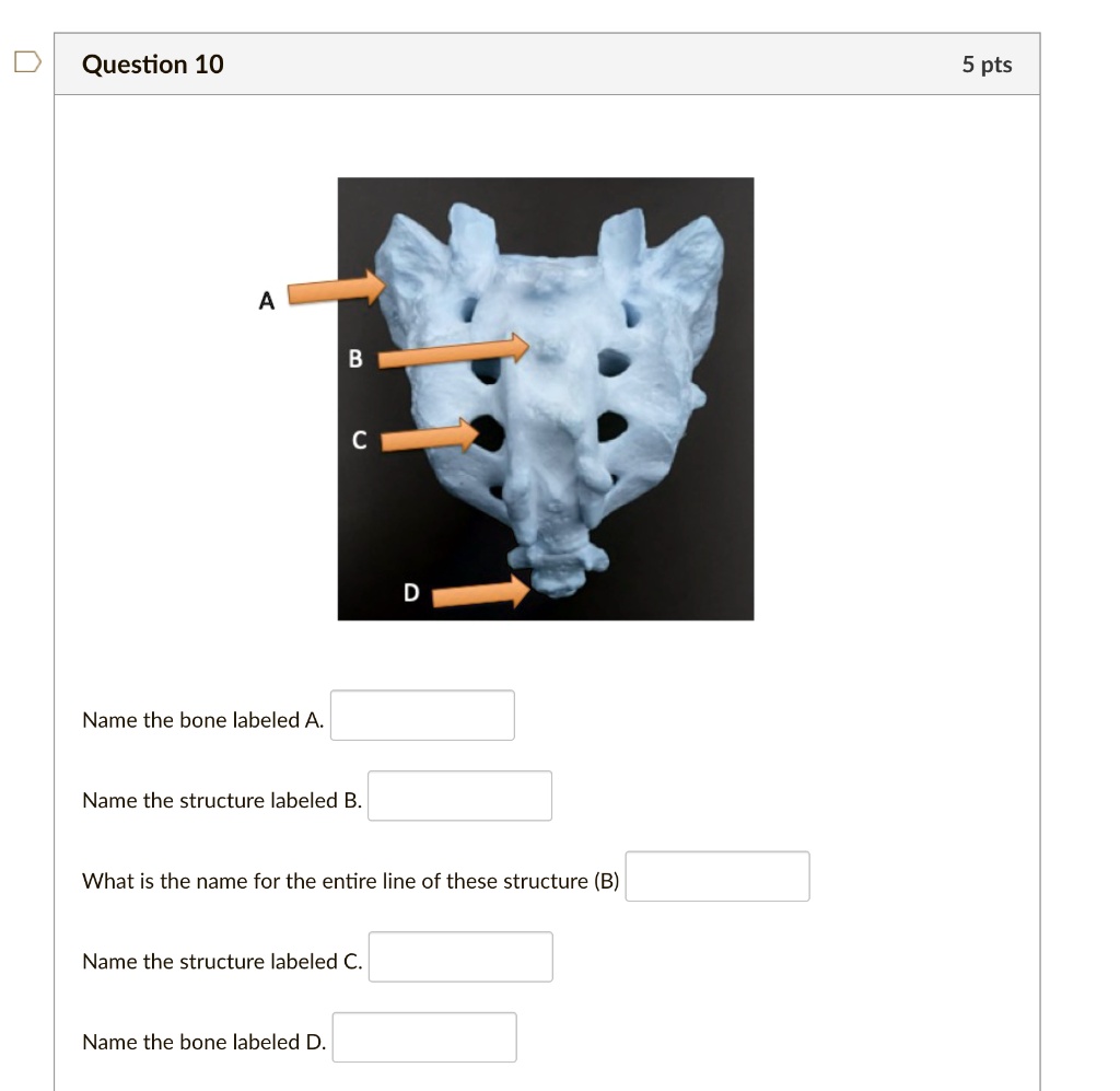 SOLVED: Question 10 5 pts A B c D Name the bone labeled A Name the ... SOLVED: Question 10 5 pts A B c D Name the bone labeled A Name the ...