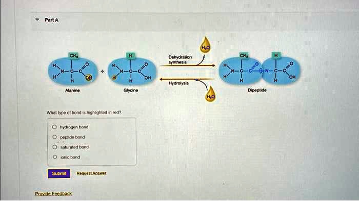 SOLVED: Texts: Part A Dehydration synthesis Hydrolysis Alanine Glycine ...