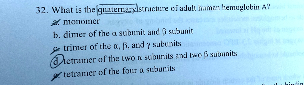 32 what is the quaternary structure of adult human hemoglobin a a ...